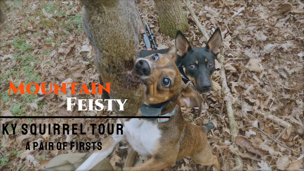 Public Land Squirrel Hunt - KY Squirrel Tour S1E4 - A Pair Of Firsts ...