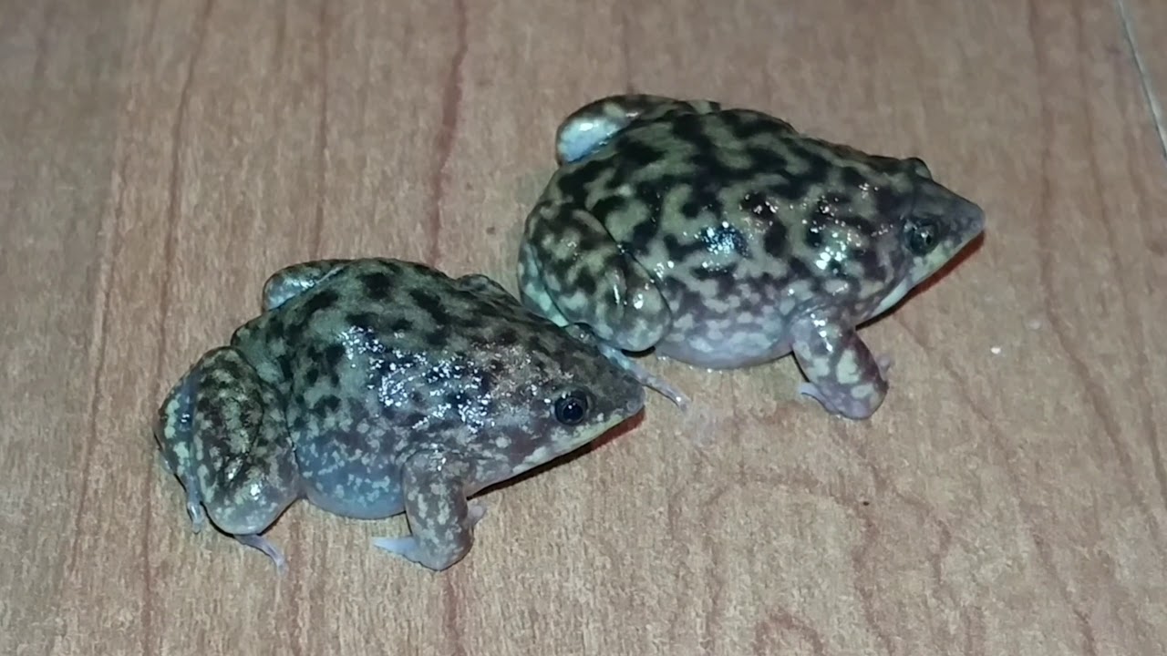 Shovel Nosed Frog - Hemisus marmoratus - YouTube