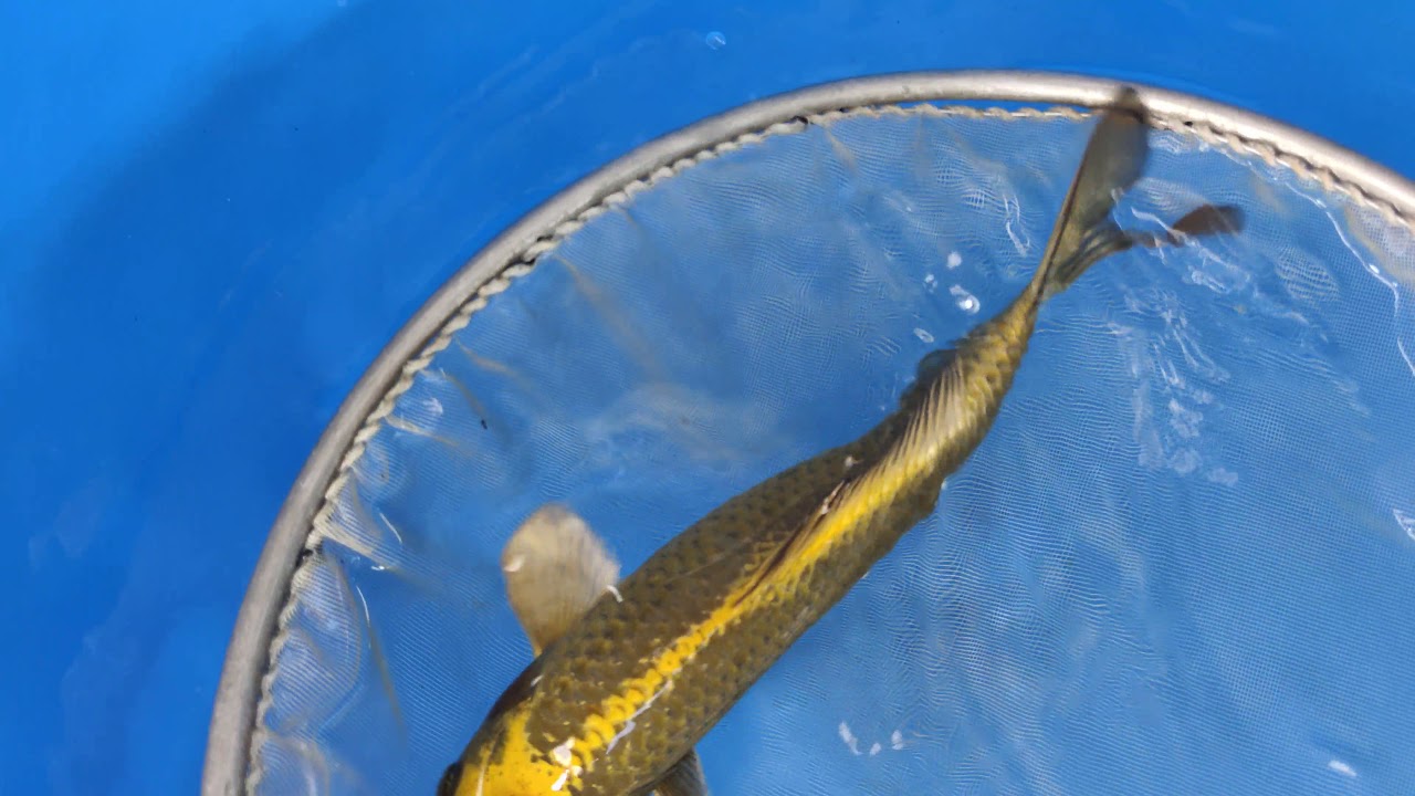 11203 Kin Kabuto Omosako Koi Farm - YouTube