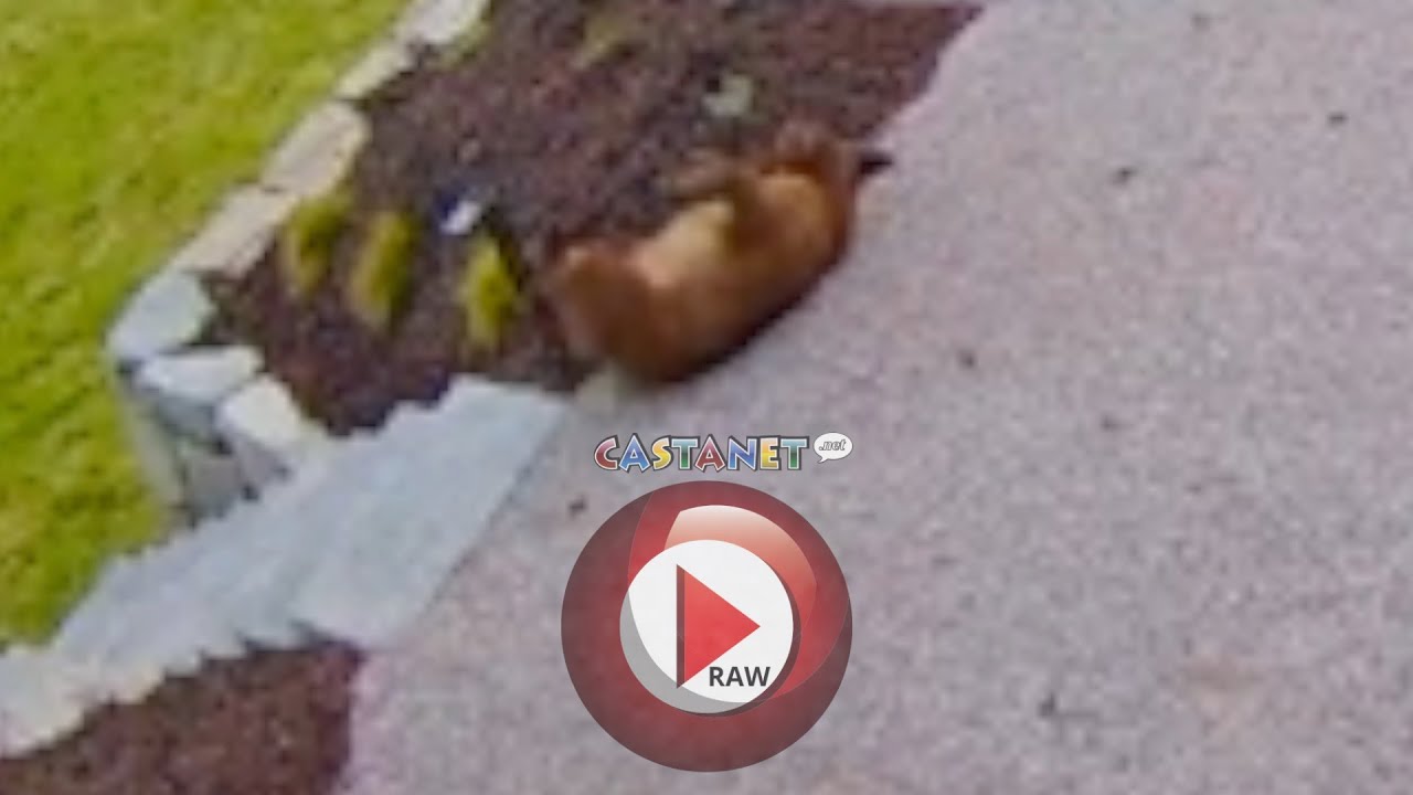 Backyard bear fun - YouTube