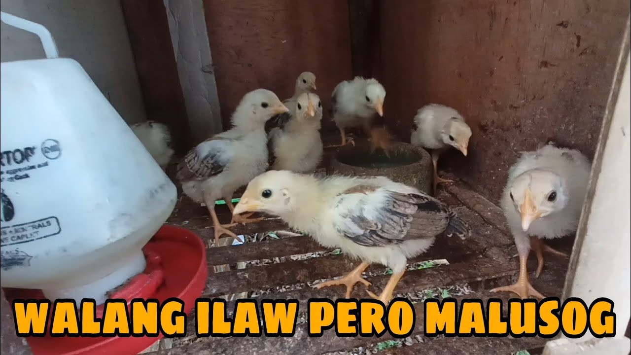 Backyard system for brooding - YouTube