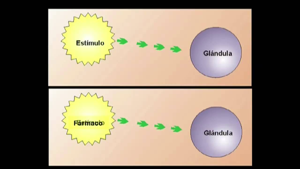 Mecanismo de Acción de los Fármacos - YouTube