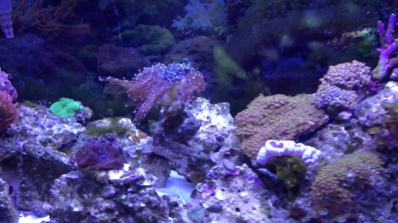 Footage of Rose Bubble Tip Anemone Splitting - YouTube