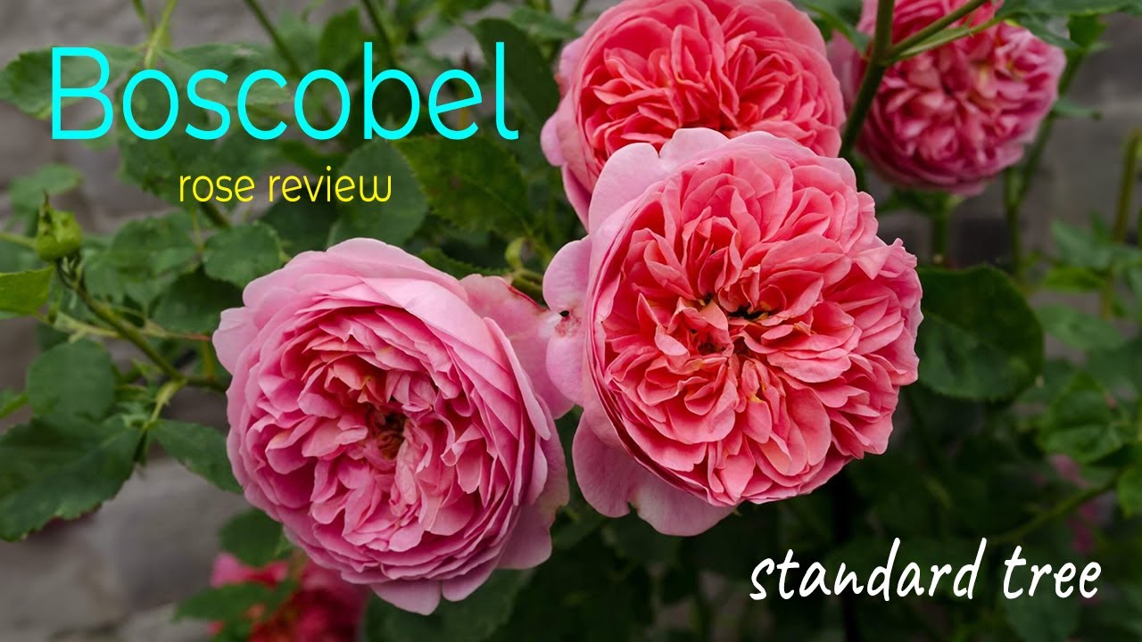 Review of the standard tree rose - Boscobel. A beautiful rose for ...