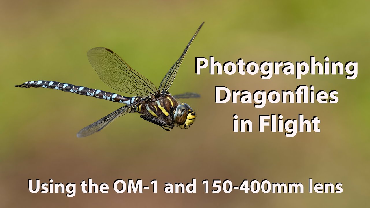 Dragonflies and damselflies in flight with the Amazing OM-1 and 150 ...