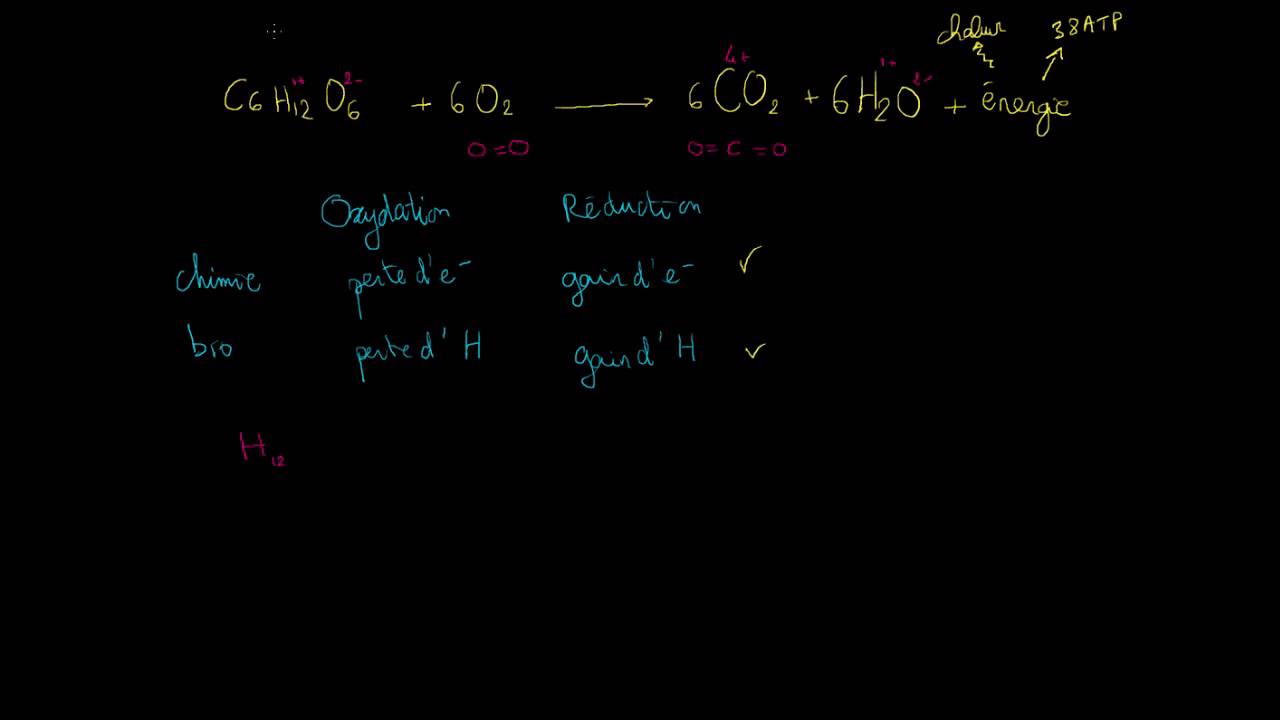 Oxydo-réduction lors de la respiration cellulaire - YouTube