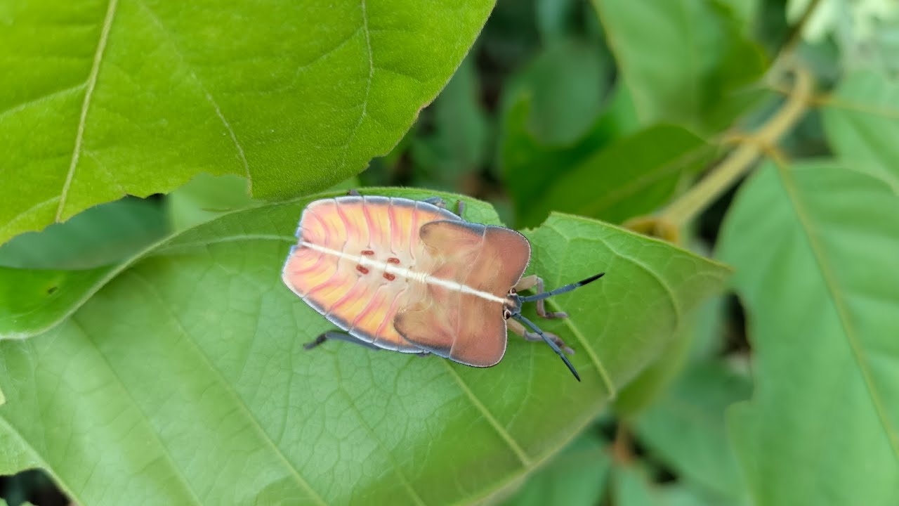 Big litchi giant stink bug #insectrecord - YouTube