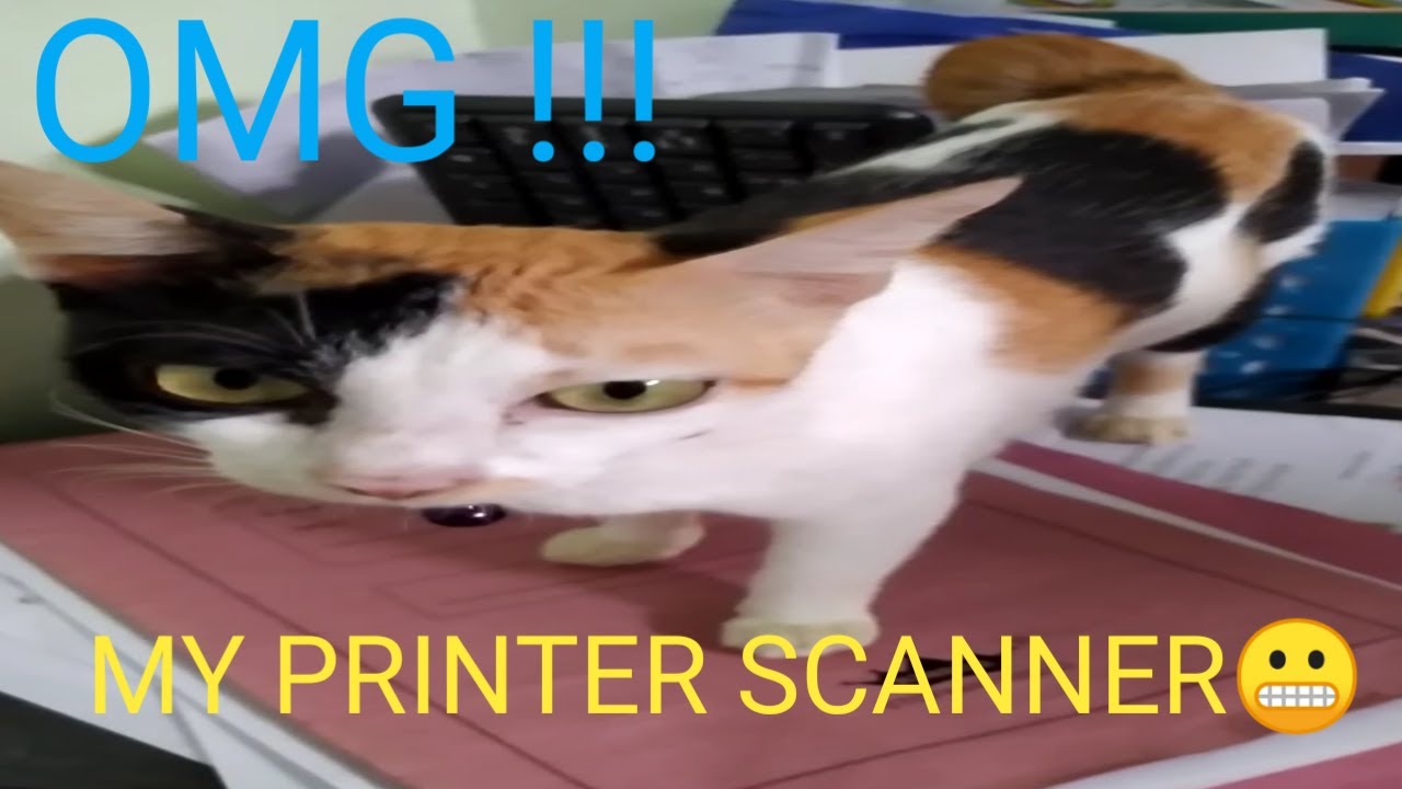 Cat stands on the printer scanner😬 - YouTube