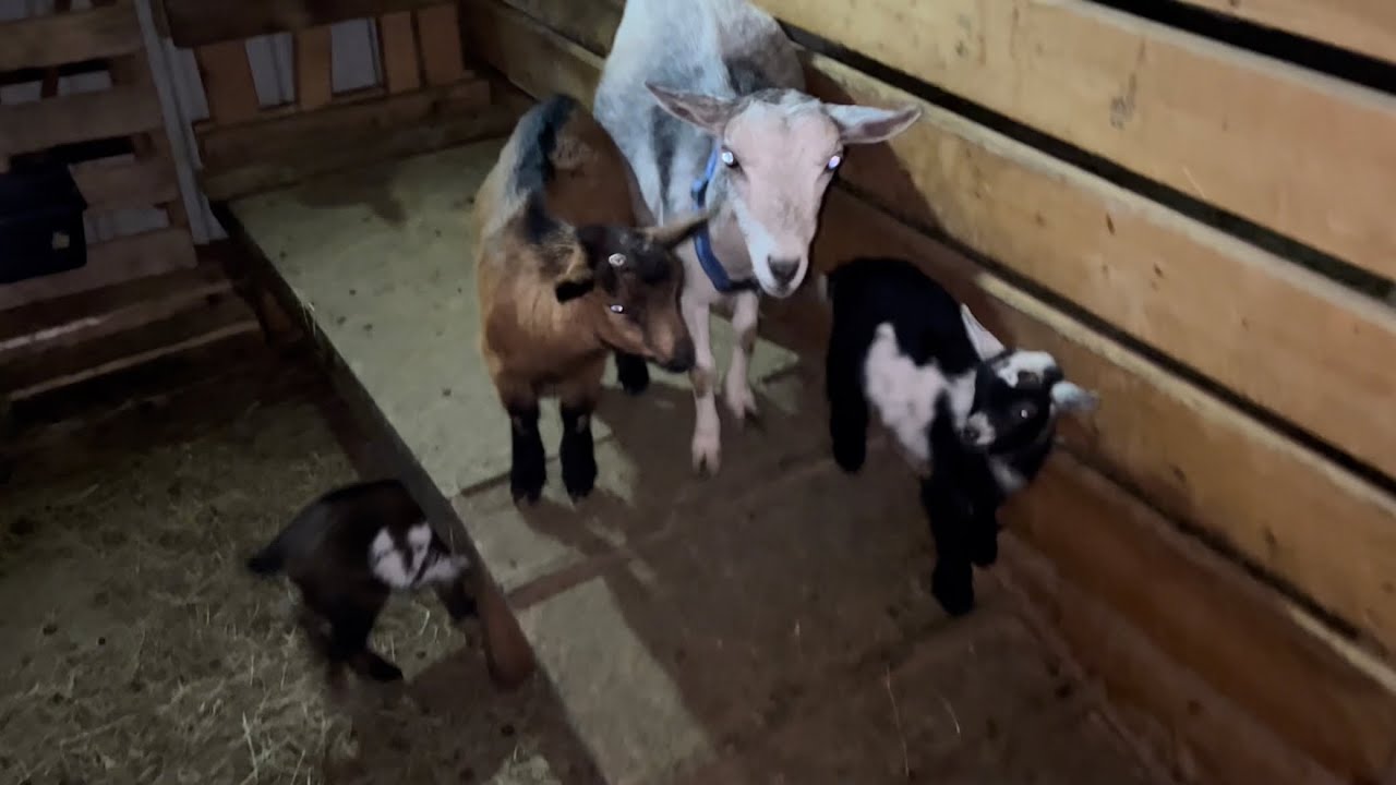 Goats at night | nightly routine with goats during Craft show season ...