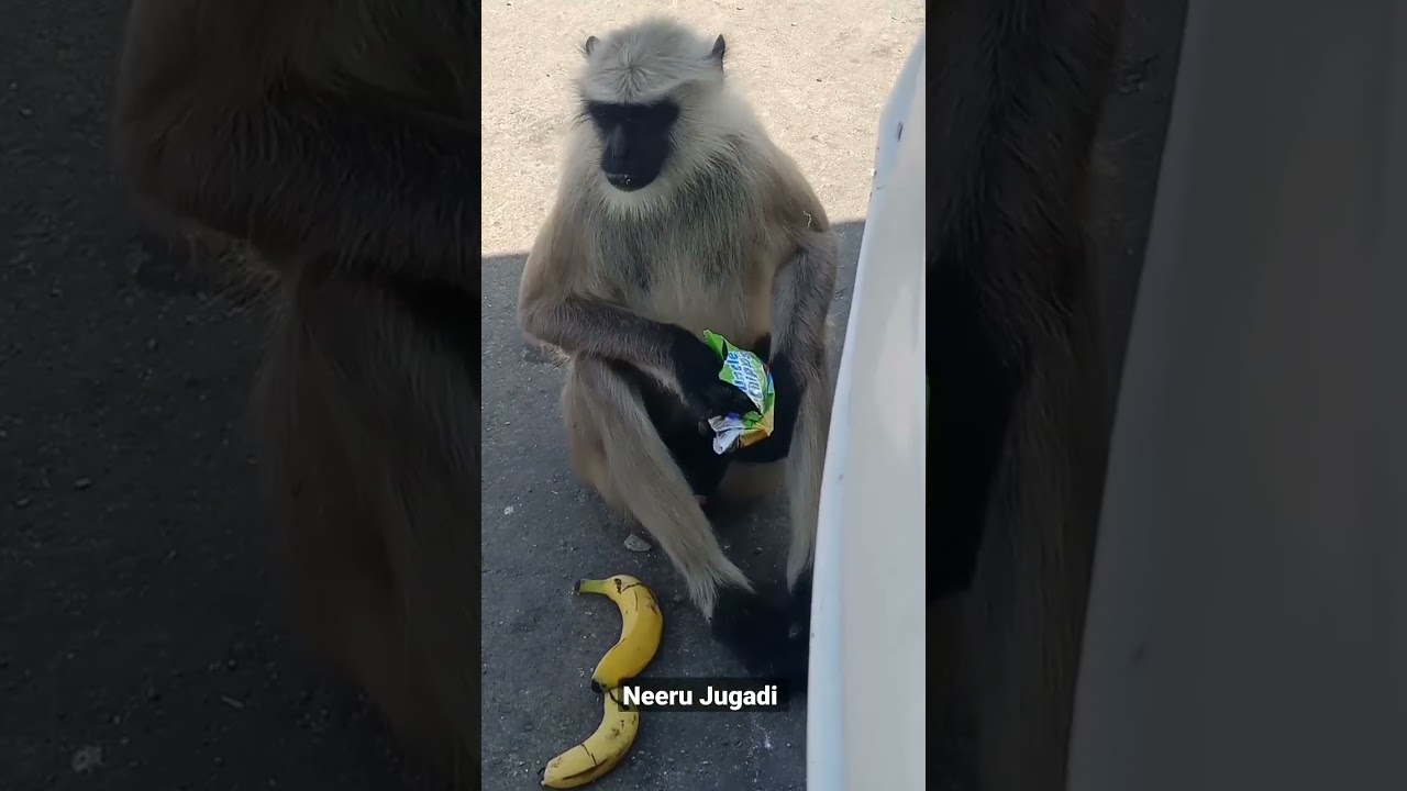 Monkey with uncle chips 😀😀 Monkey vs Potato chips 😂😂 - YouTube