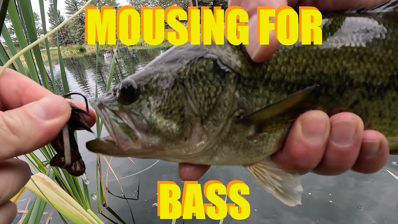Mousing for Bass (Fly Fishing) - YouTube