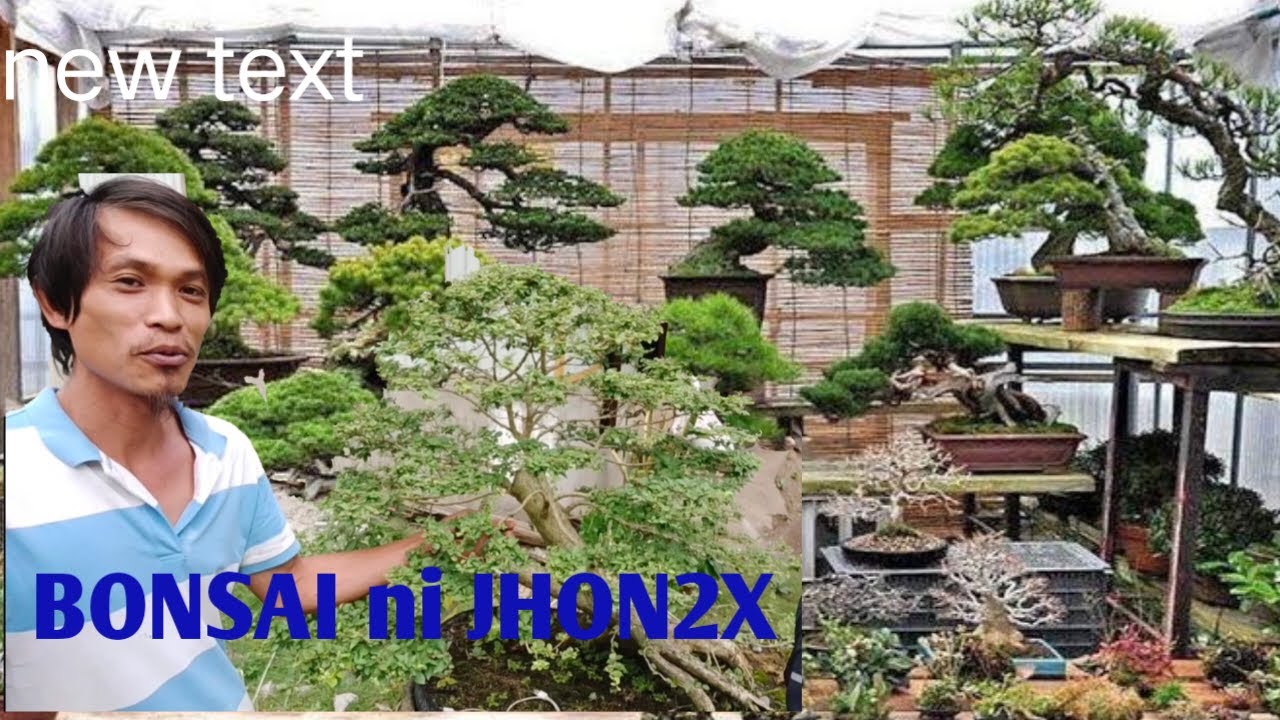 BONSAI 101 : PAANO MAG BONSAI II TIPS SA PAG AALAGA NG BONSAI - YouTube