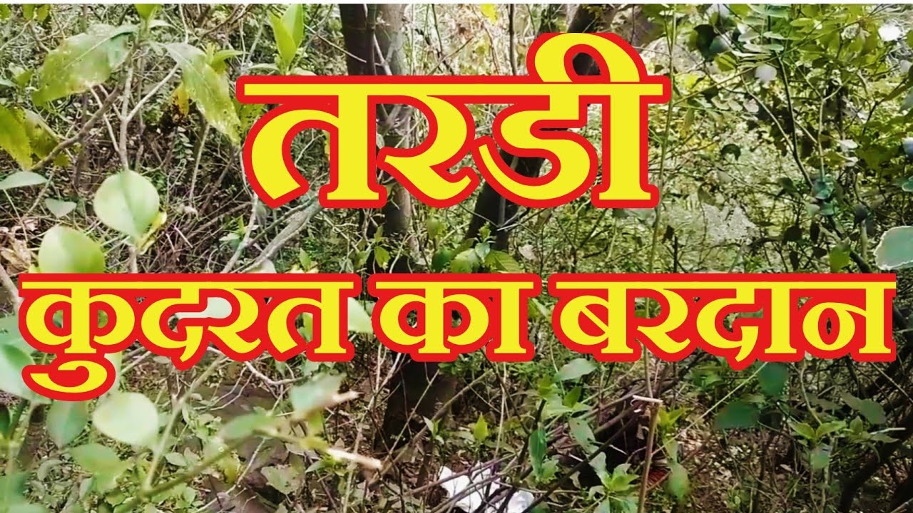 Tardi ki Sabji । कंदमूल की सब्ज़ी । kandmool | Root Vegetables ...