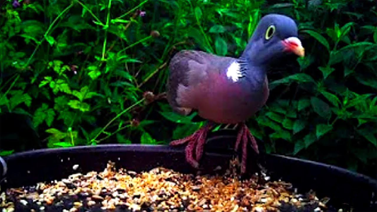 Taming a wild wood pigeon is it possible - YouTube