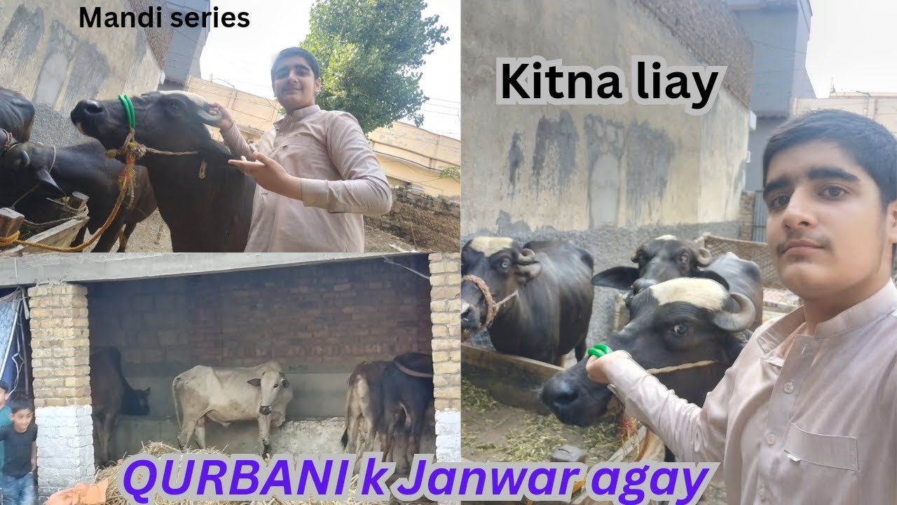 QURBANI ka janwar lay lieya Kitnay ka lieya | Mandi series | Saad Qamar ...