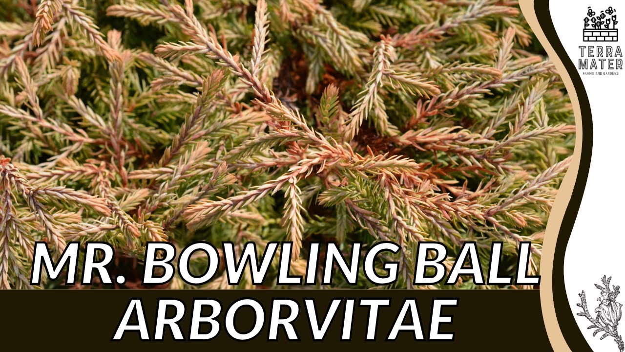 The Charisma of MR. BOWLING BALL ARBORVITAE: Description and More ...