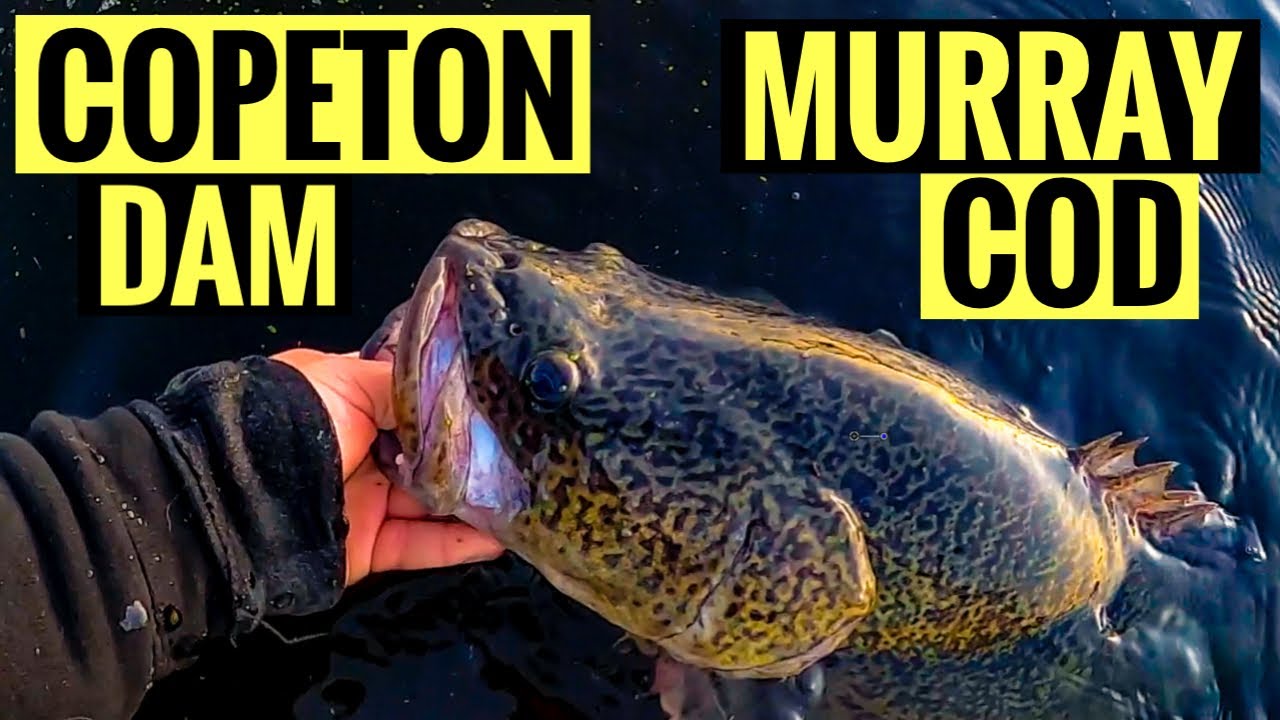 Copeton Dam Murray Cod - YouTube