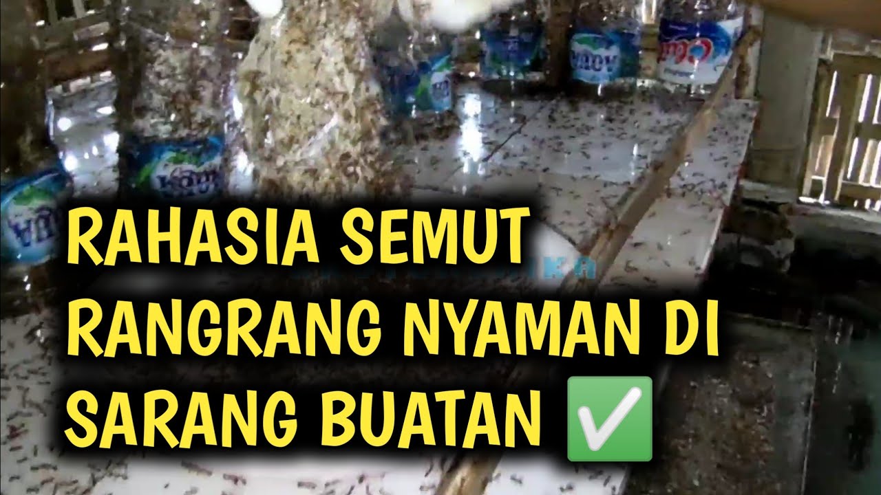CARA MEMBERSIHKAN BOTOL SARANG SEMUT RANGRANG - YouTube