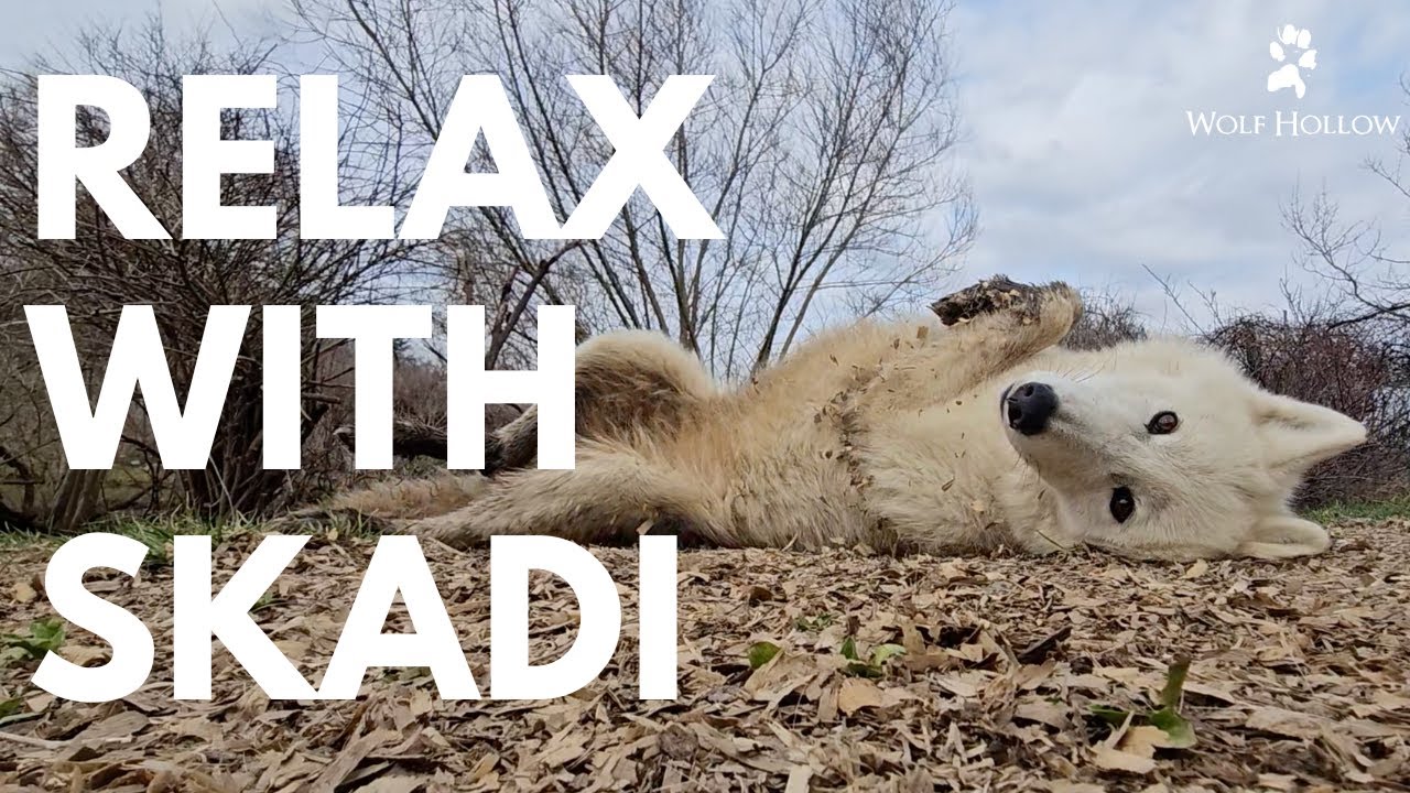 Relax with Skadi the Arctic Wolf - YouTube