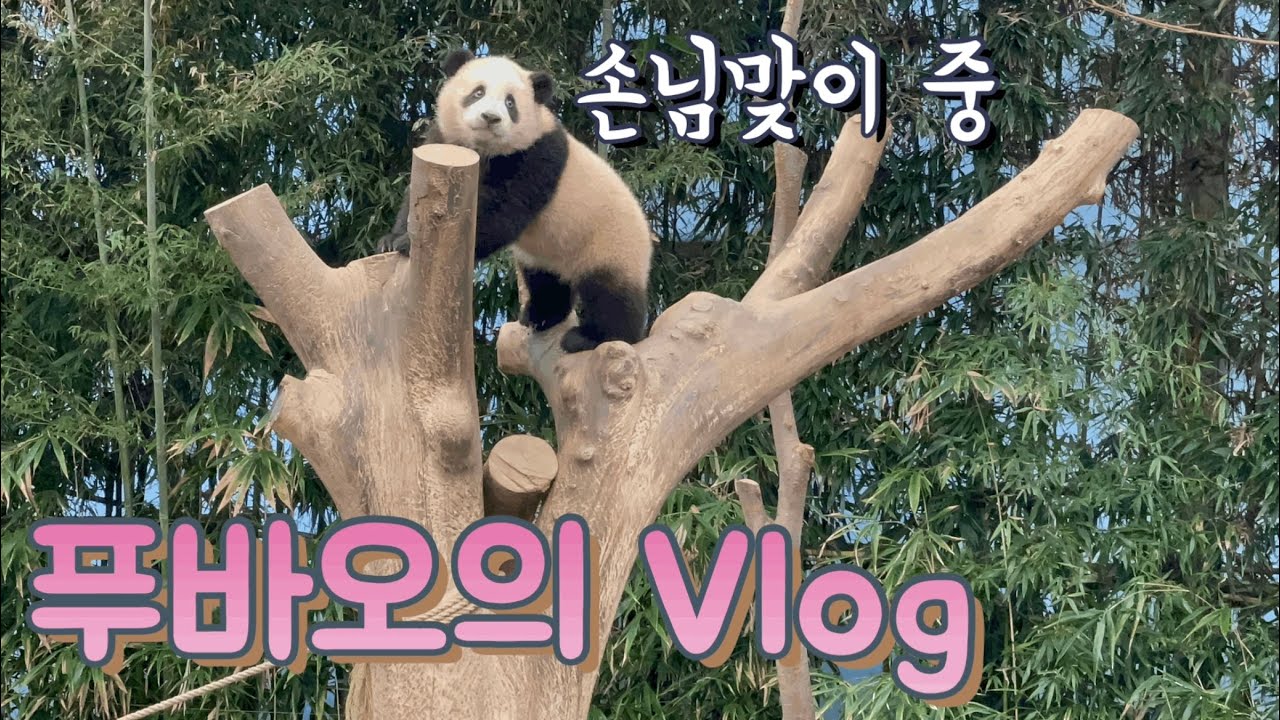 [에버랜드 판다] 귀염뽀짝 푸바오의 브이로그! S.Korea Everland Baby Giant Panda Fu bao Vlog ...