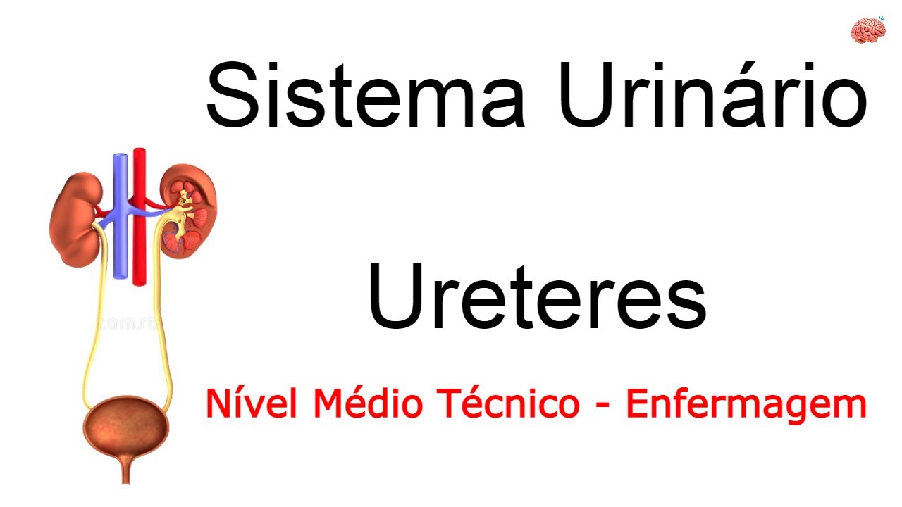 Sistema Urinário - Ureteres - YouTube