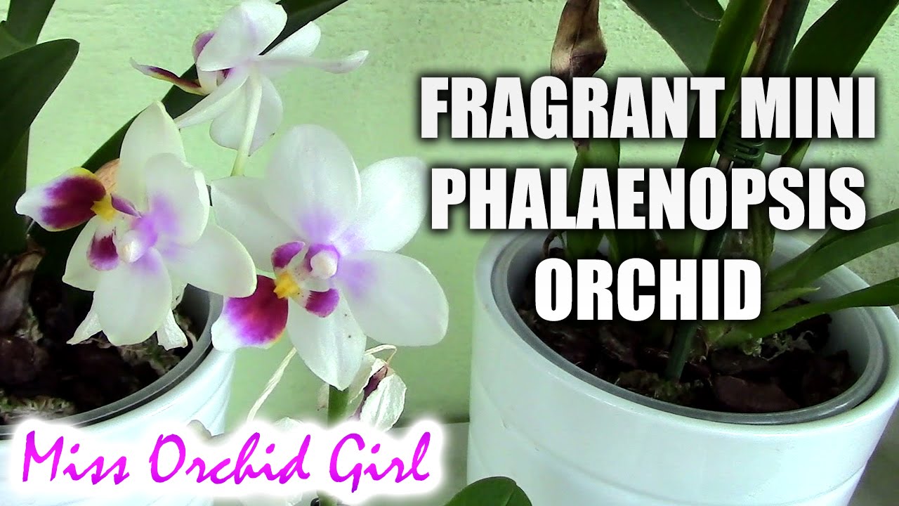 New fragrant mini Phalaenopsis orchid! - YouTube