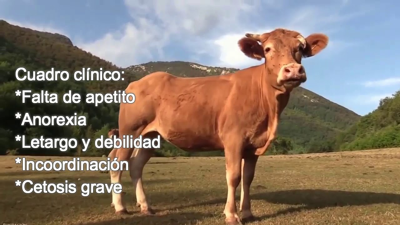 #36 Sindrome de la vaca gorda - YouTube
