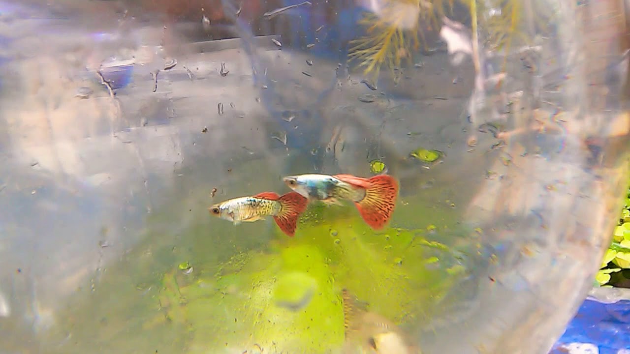 Guppy seven colour kerala - YouTube
