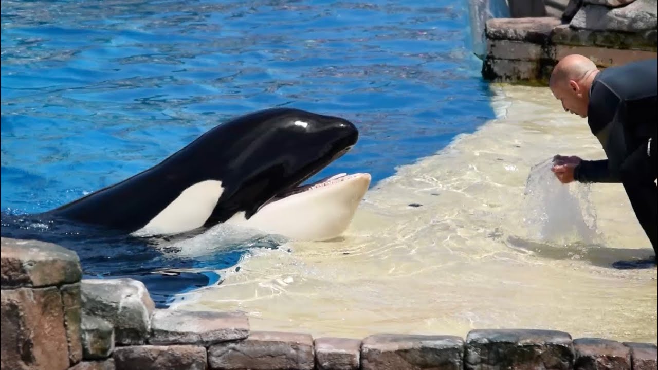 Orkid during orca encounter at SeaWorld California in July 2022 - YouTube