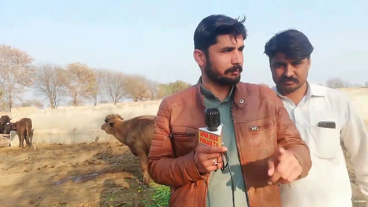 Beautiful Neeli Cattle for sale in Pakistan on YouTube خوبصورت نیلی کا ...