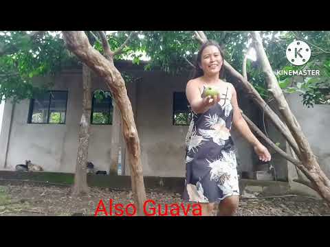 healthy organic foods for Chicken and ducks (tipid tips) - YouTube