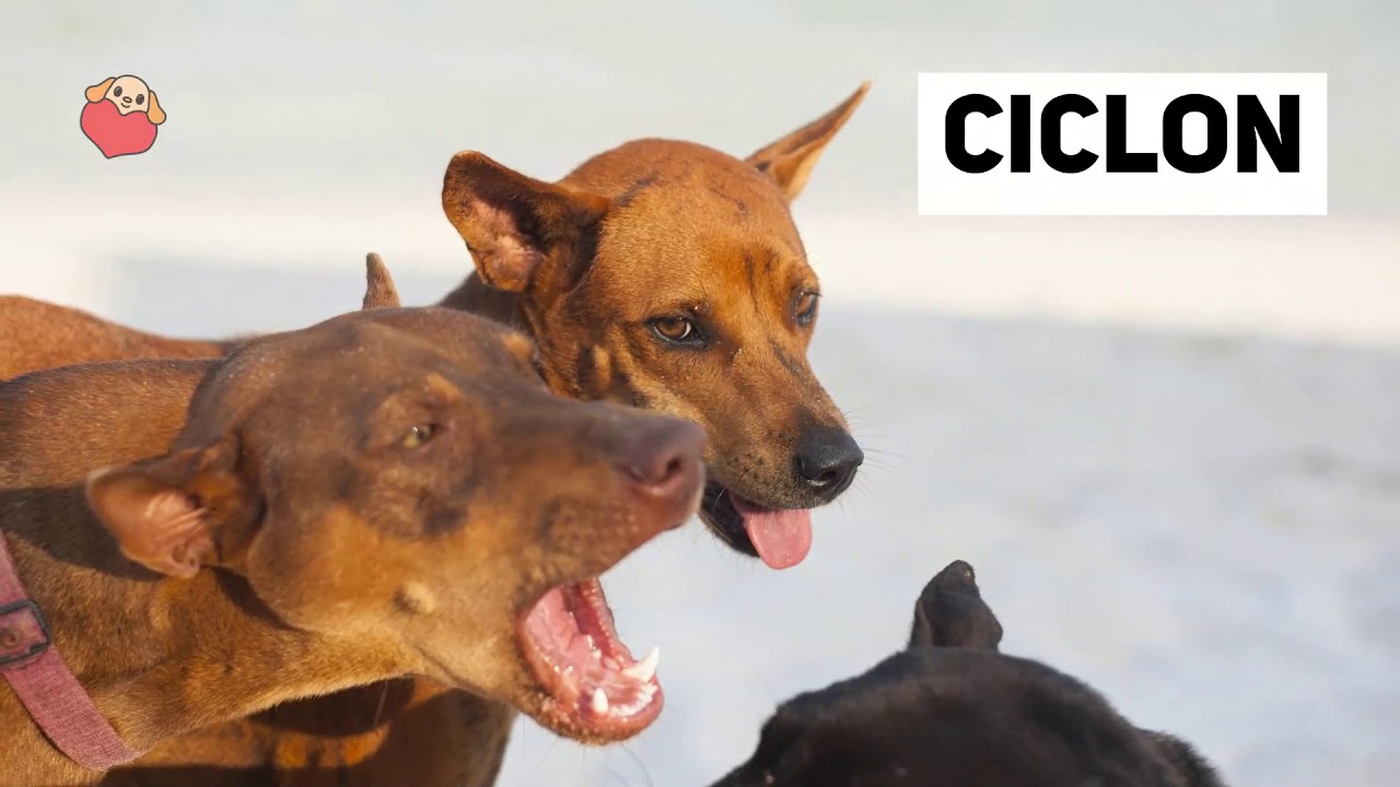 ⚠ Nombres RUDOS para PERROS HEMBRAS & MACHOS - YouTube