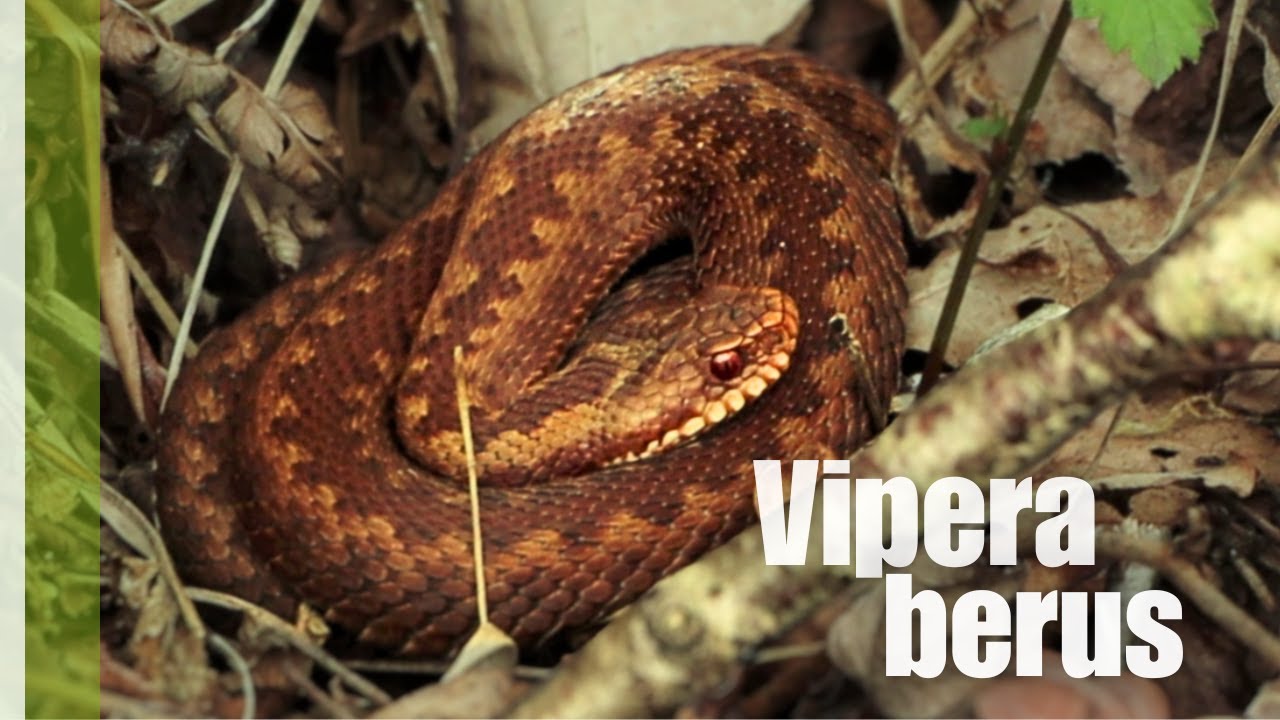 Herping for Vipera berus - YouTube