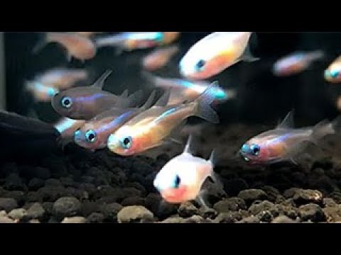 【チャーム】ホワイト・ネオン Paracheirodon innesi var．テトラ charm動画 - YouTube