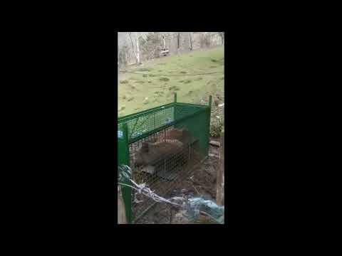 ¡¡¡En Picos de Europa no se caza, se MATA!!!