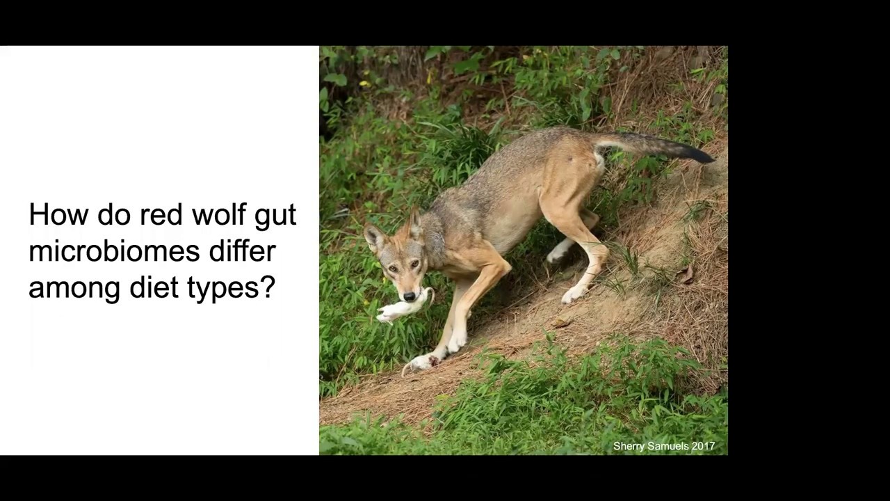 Gut Biome and Gastrointestinal Health Relationship in Captive Red ...