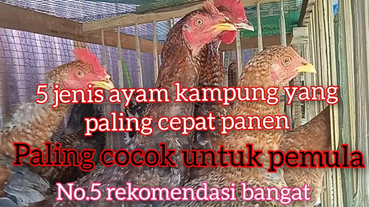 5 jenis ayam kampung yang paling cepat pertumbuhan dan panen. - YouTube