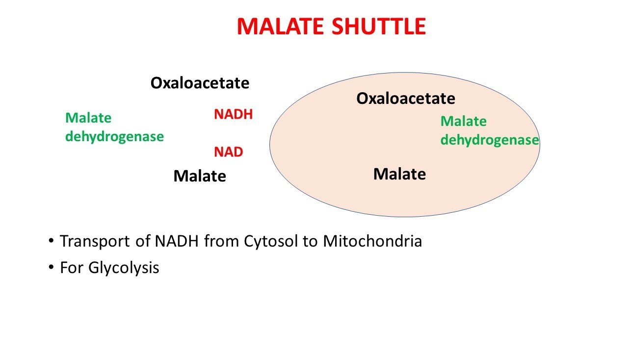 malate shuttle (biochemistry, carbohydrate) - YouTube