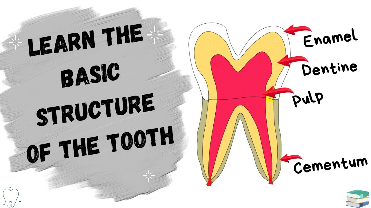 Basic Tooth Structure | Basic Dental Terminologies - YouTube