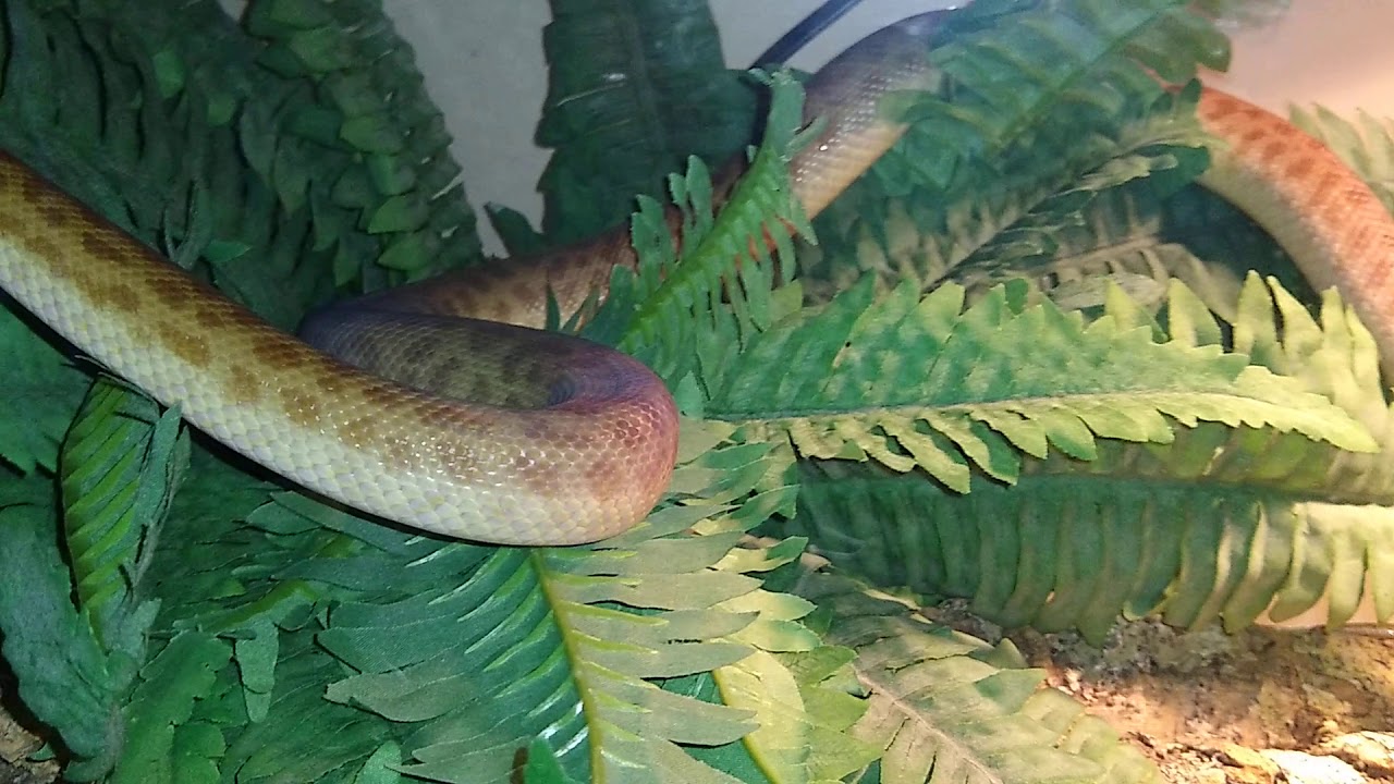5 reasons why CHILDREN'S Pythons are great snakes to keep! - YouTube