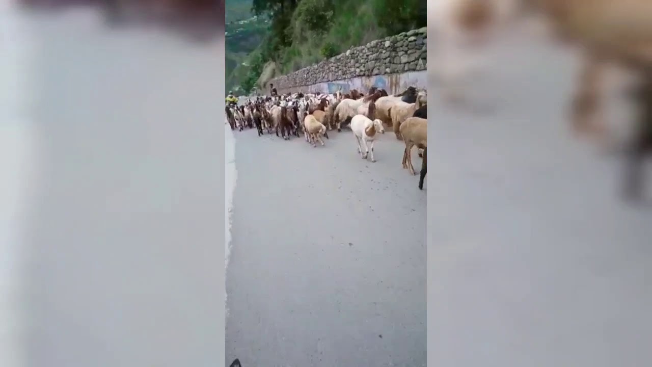Crowd | Sheep | Goat - YouTube