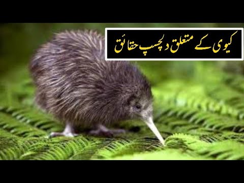 Facts about Kiwi bird in Hindi Urdu || Info Official SSD@SETIndia - YouTube