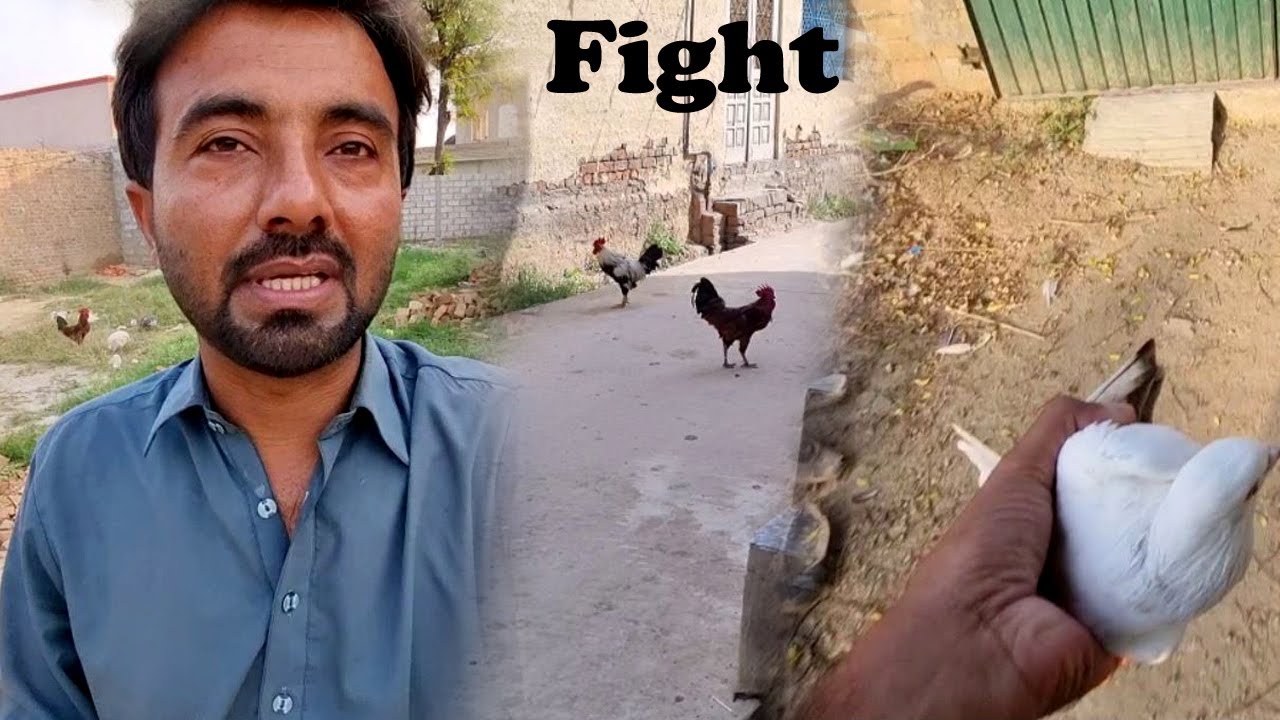 Murgha Ki Larai Ho Gai Hamara Desi Murghi WIn Ker giya Pets vlogger ...