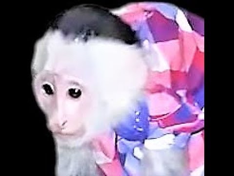 Capuchin Monkey's Ultimate Catch Monkey Lillian Louise (#130) - YouTube