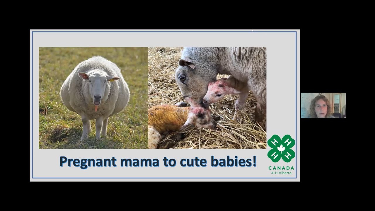 Sheep Webinar - Lambing - Tips, Tricks and Supplies Needed - YouTube