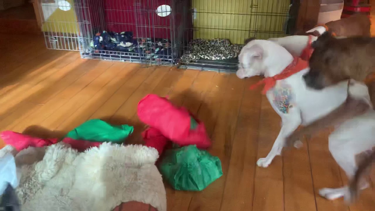 Dogs opening Christmas gifts - YouTube