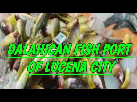 |DALAHICAN FISH PORT of LUCENA CITY | Bagsakan ng ibat ibang klase ng ...