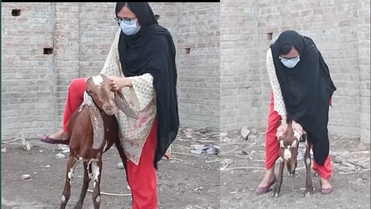 Goat Riding Funny Video ll Rural Family Vlog @aliza sehar vlog - YouTube