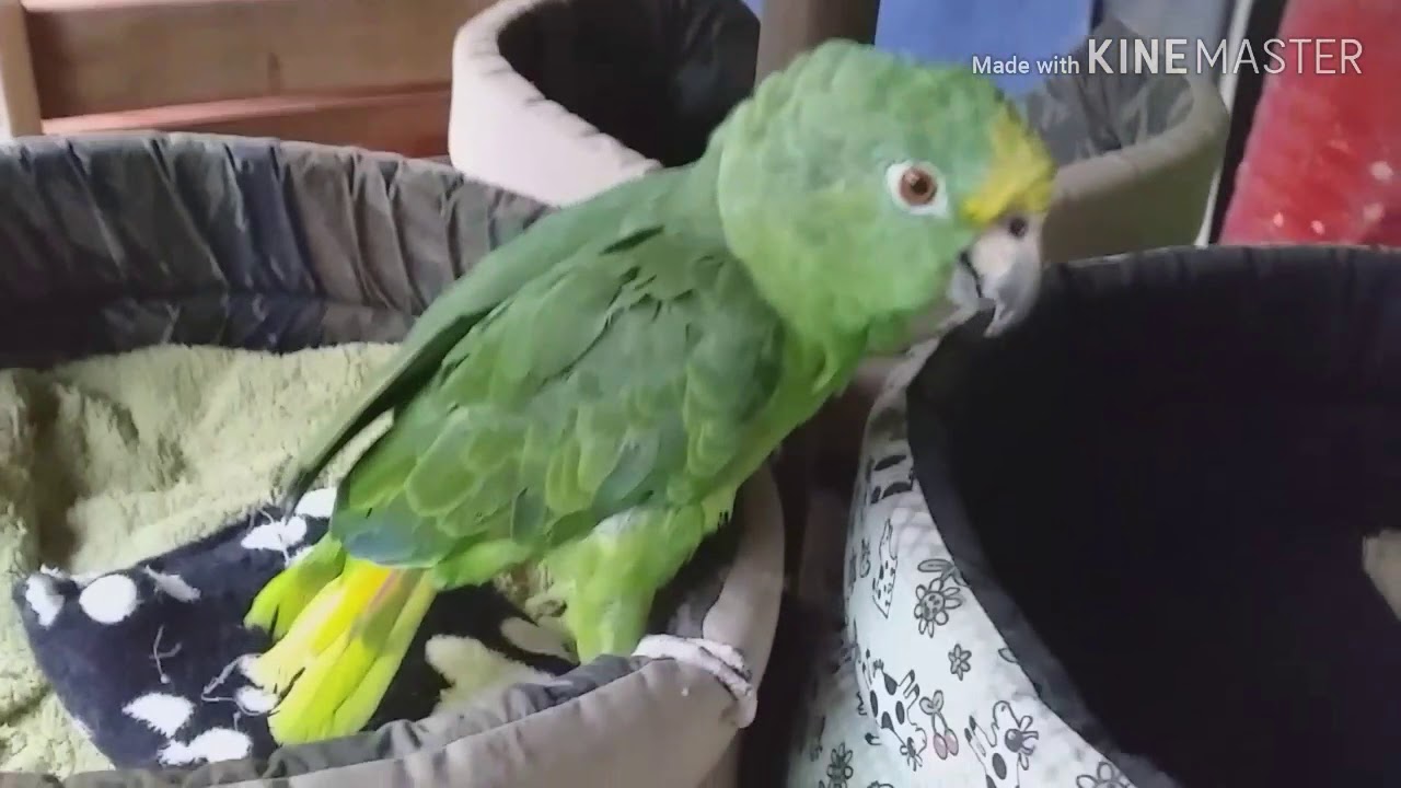 LORO CABEZA AMARILLA - como top datos AMAZONAS RESCATE Y cuidados - YouTube