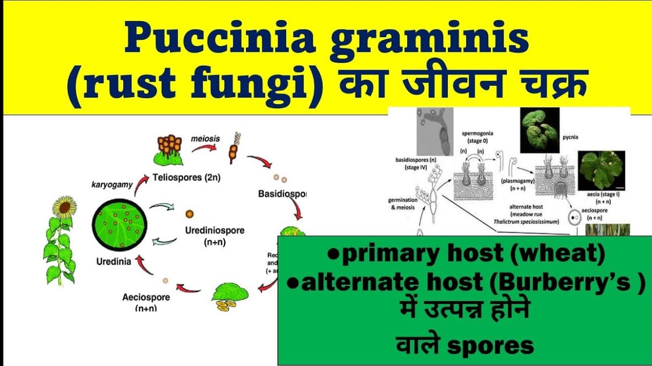 puccinia graminis (rust fungi) life cycle in hindi ||Wheat 🌾 or ...